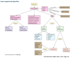 Gram-Negative Microbe Identification (First Aid 2015) - Flashcards ...