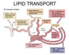 Step 1 First Aid - Biochemistry Mock Board | StudyHippo.com