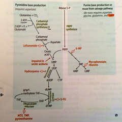 First Aid-Biochemistry - Flashcards | StudyHippo.com