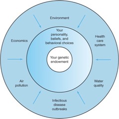 Introduction to Public Health Midterm - Flashcards | StudyHippo.com