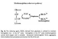 Hematology Chapter 9 | StudyHippo.com