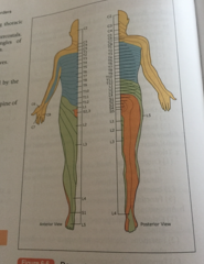 Hand & UE | StudyHippo.com